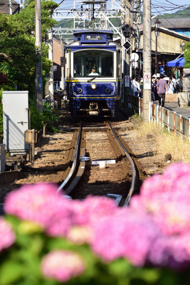 江ノ電＆紫陽花 | GANREF