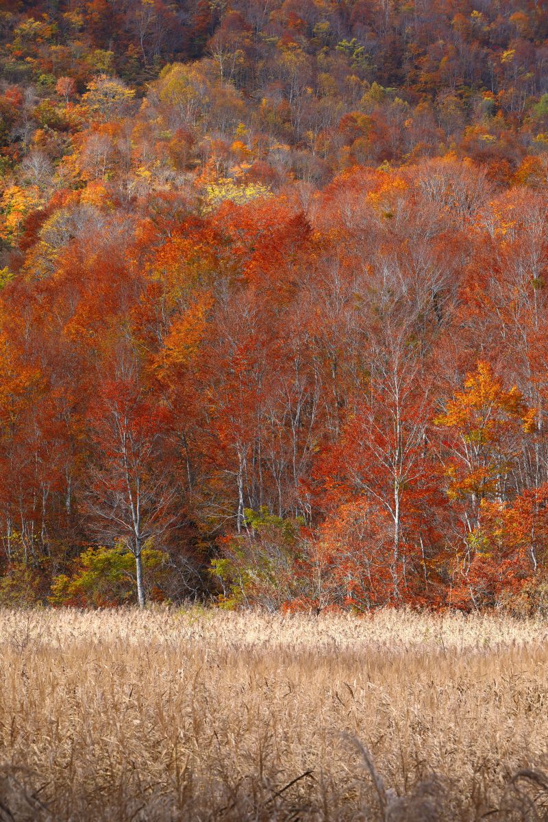 1M7A1519.JPG | GANREF