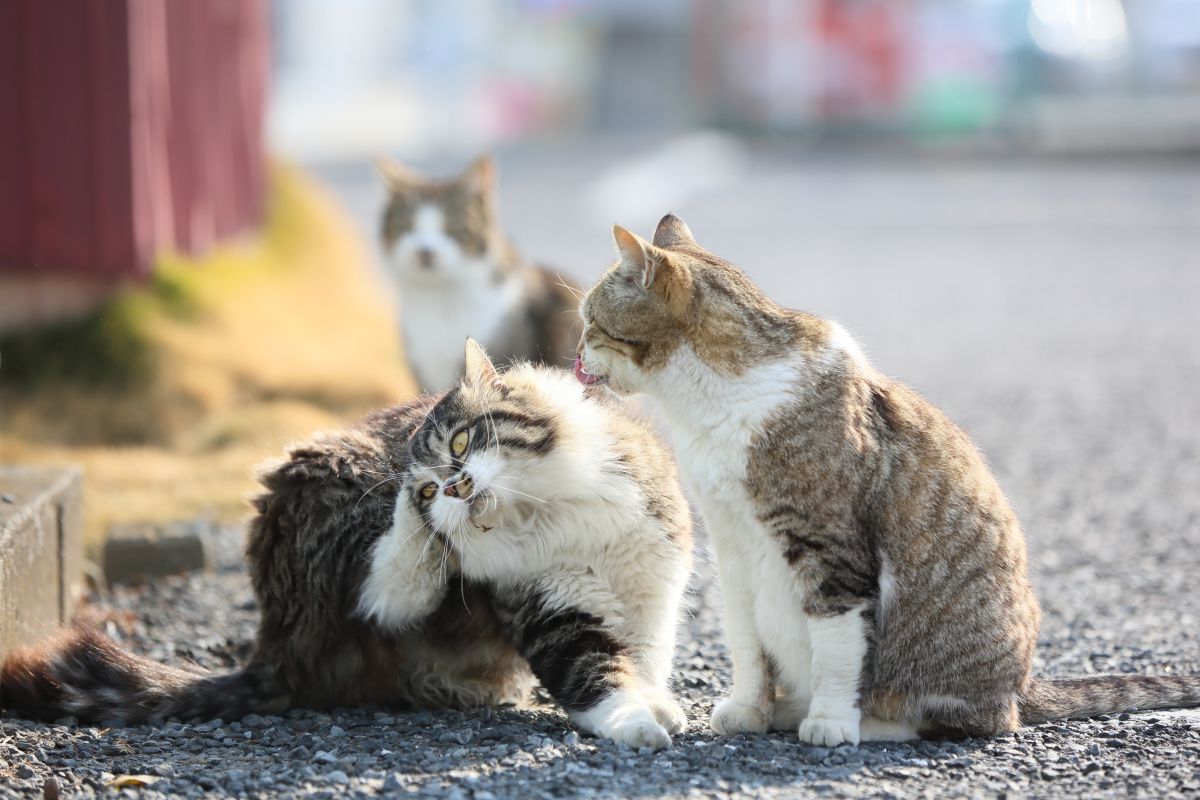 114A7661.JPG | GANREF