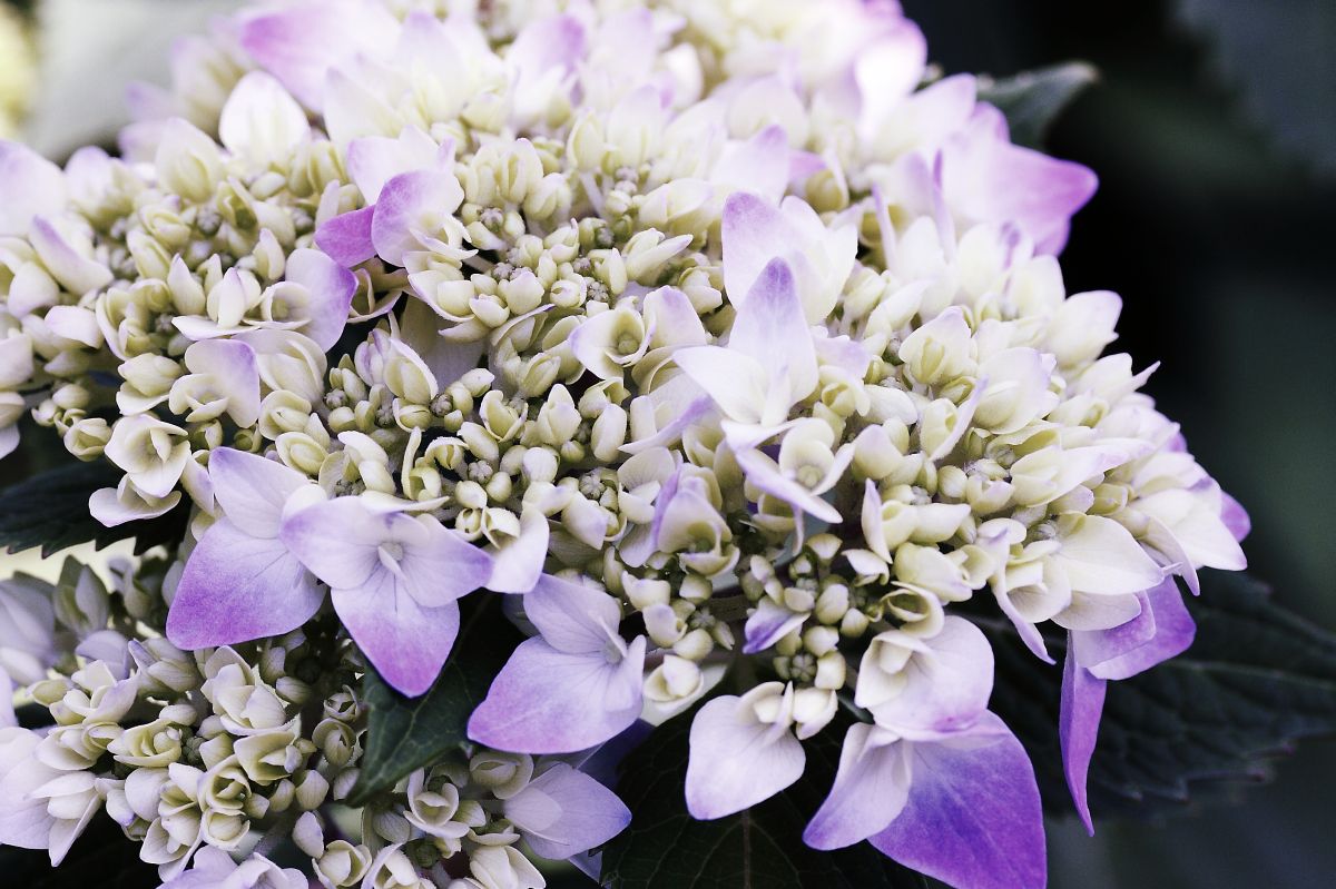 chic hydrangea | GANREF