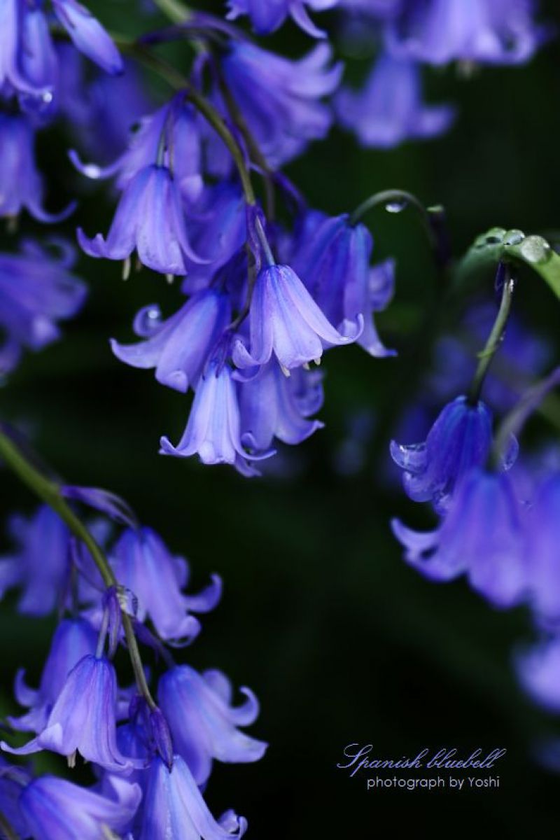 Midnight Blue | GANREF