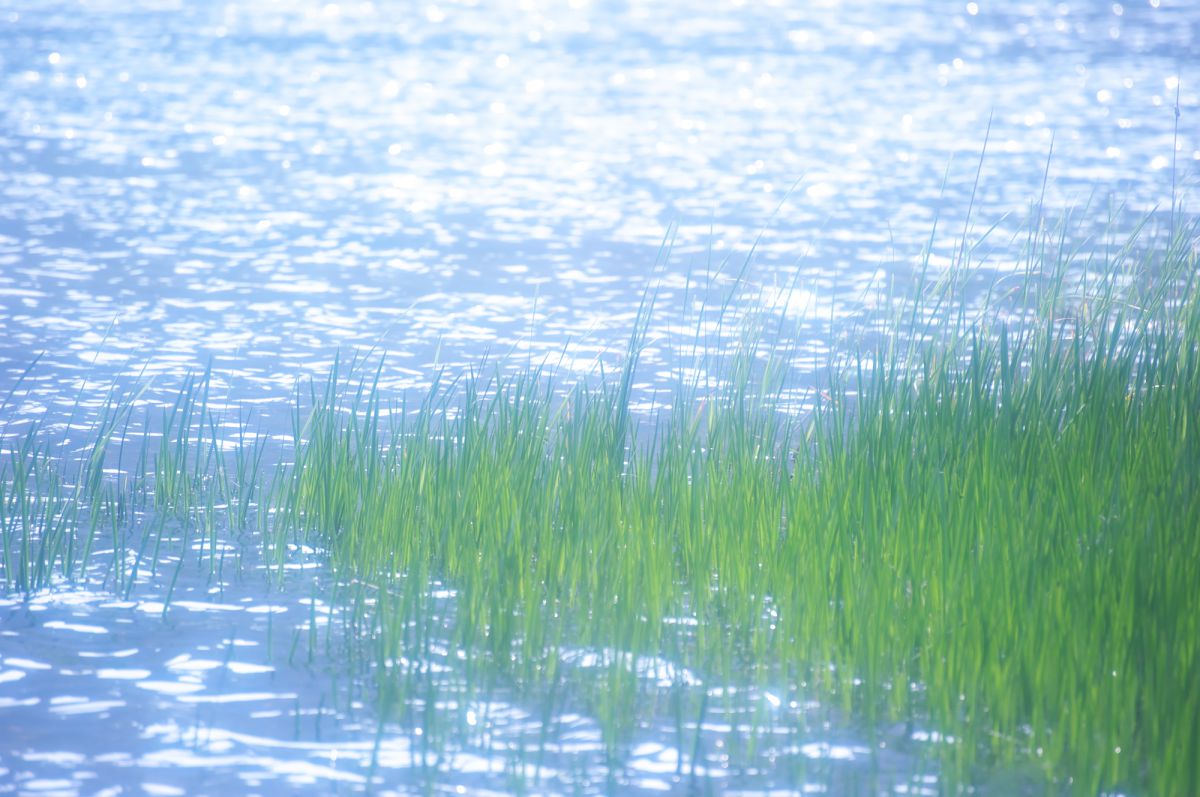 優しさに包まれて | GANREF