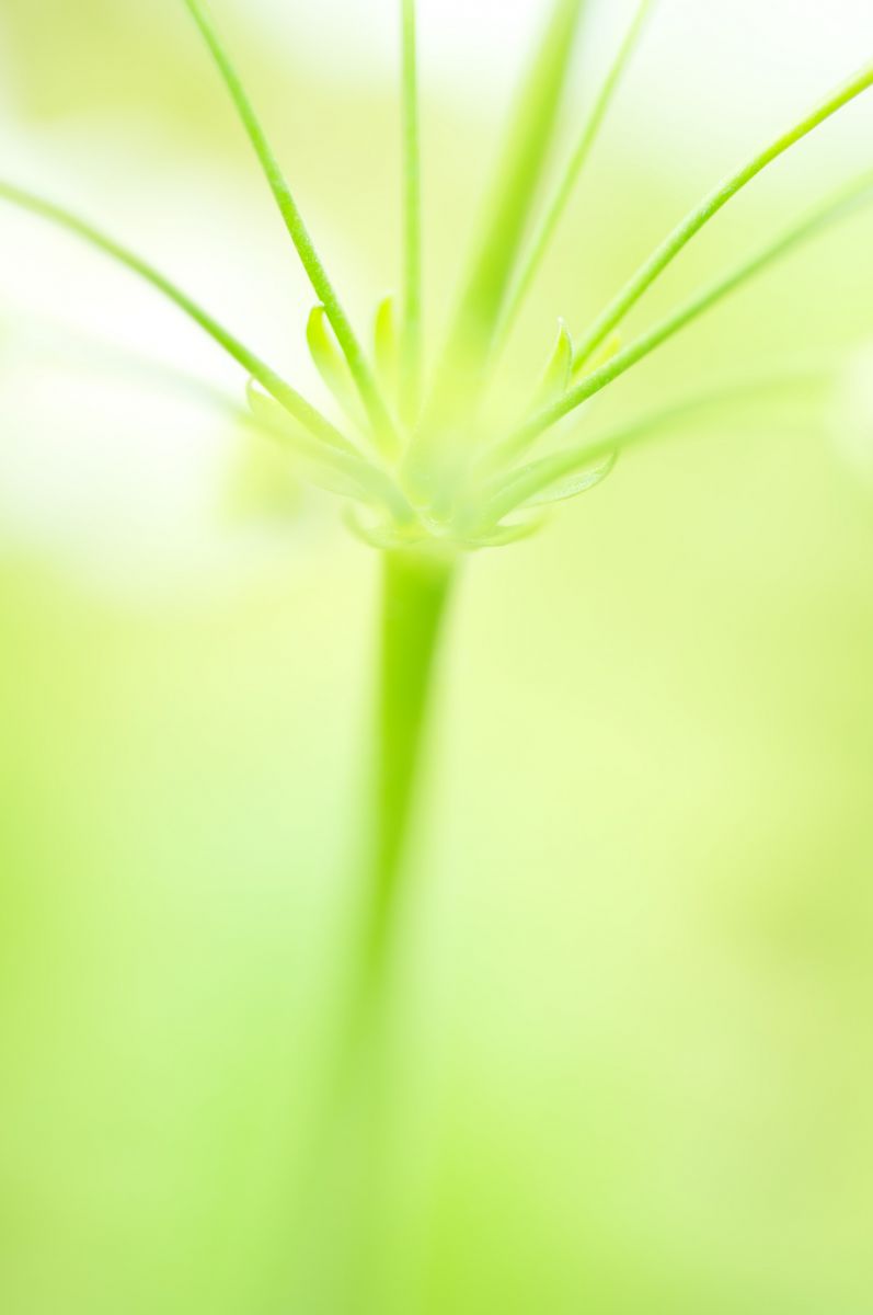 立ち姿 艶やかに | GANREF