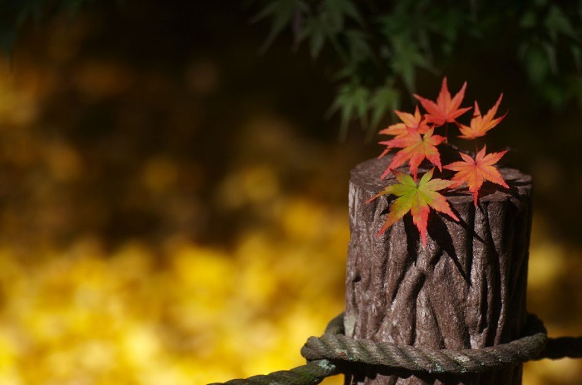 黄葉と紅葉 | GANREF