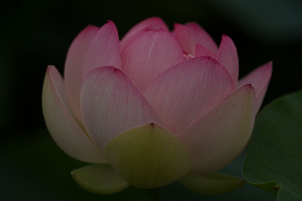 蓮ふくらむ | GANREF