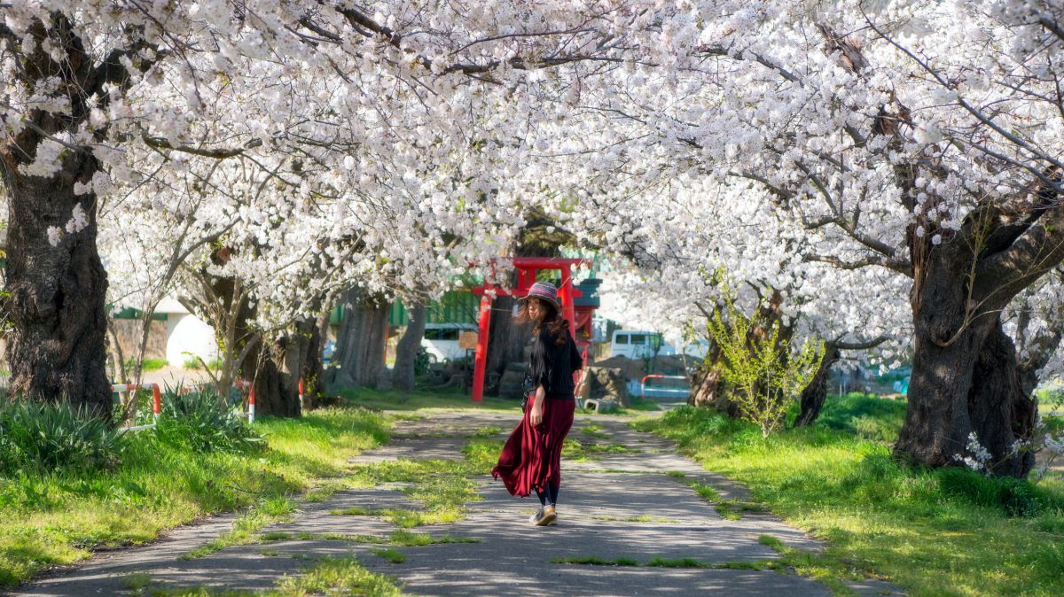 振り向けば | GANREF