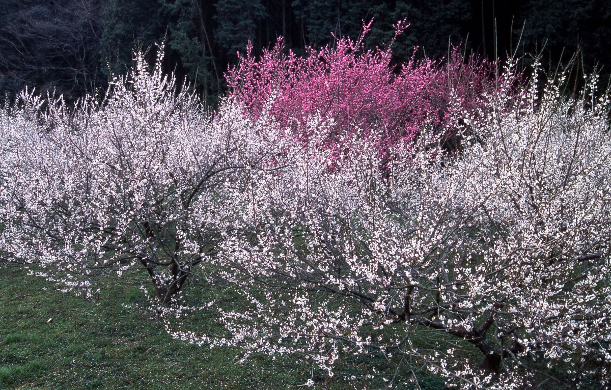 彩時季022.jpg | GANREF