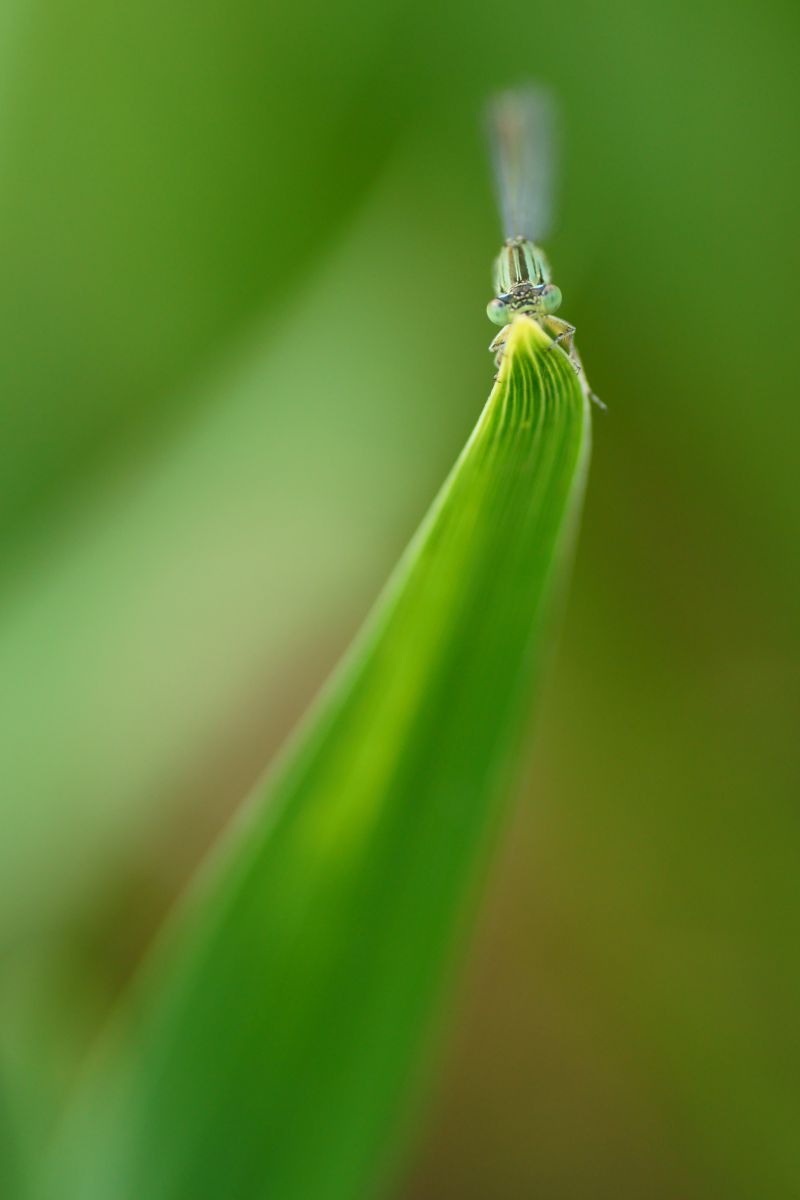 私は誰でしょう？（2） | GANREF