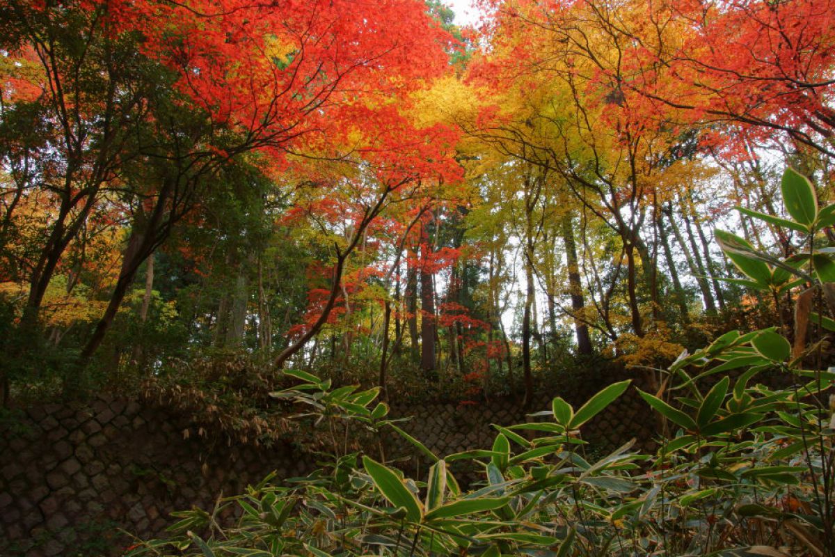 囲まれて | GANREF