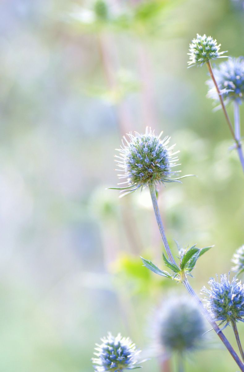 光り輝いて | GANREF