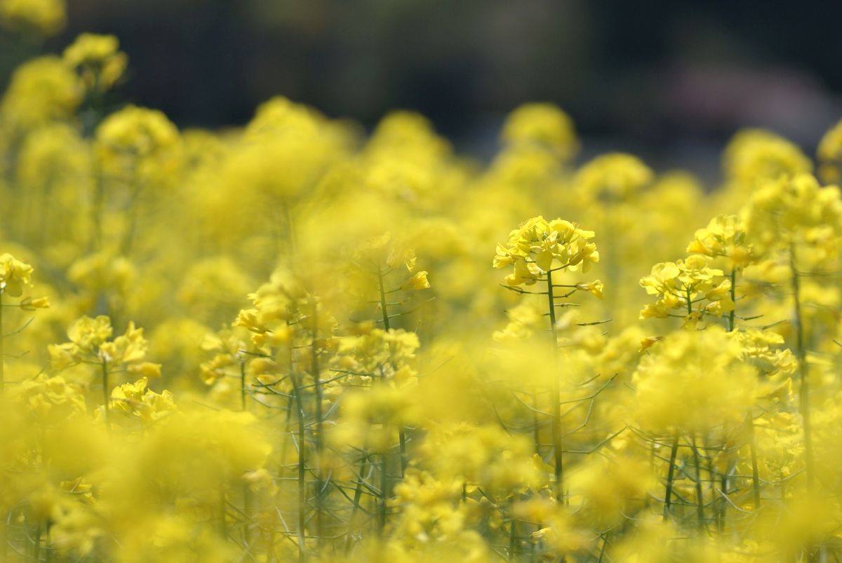 柔らかな日差しの中で | GANREF