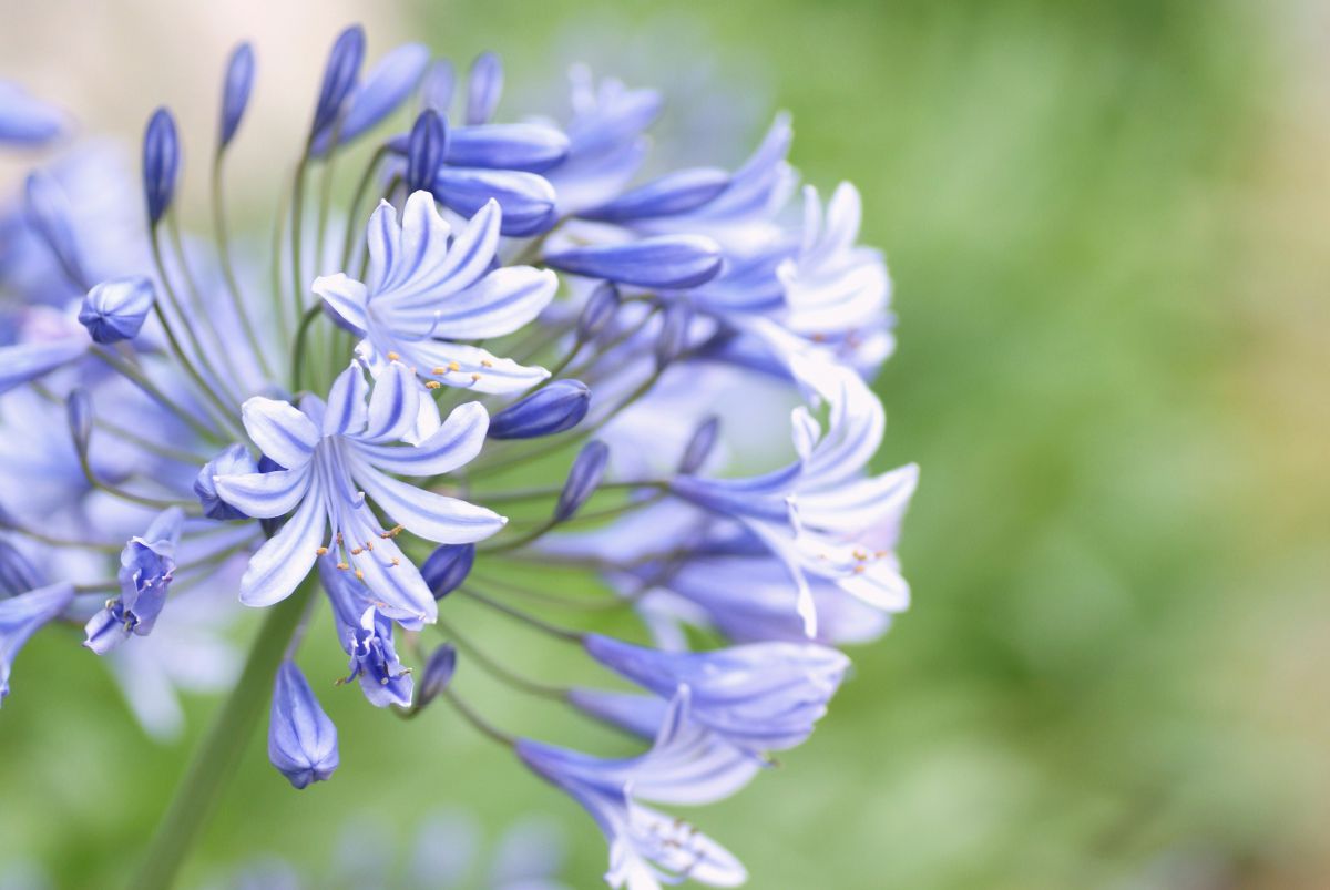 アガパンサス | GANREF