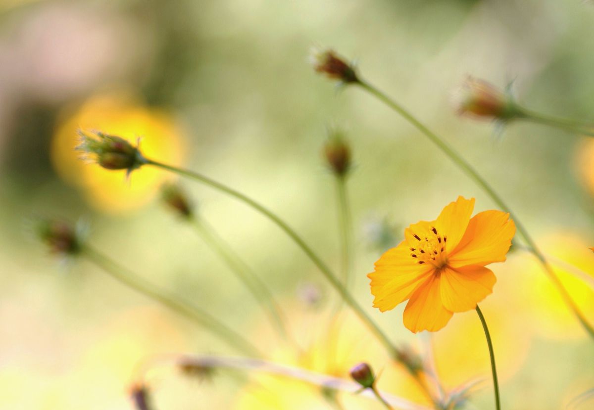 キバナコスモスもあと少しで… | GANREF