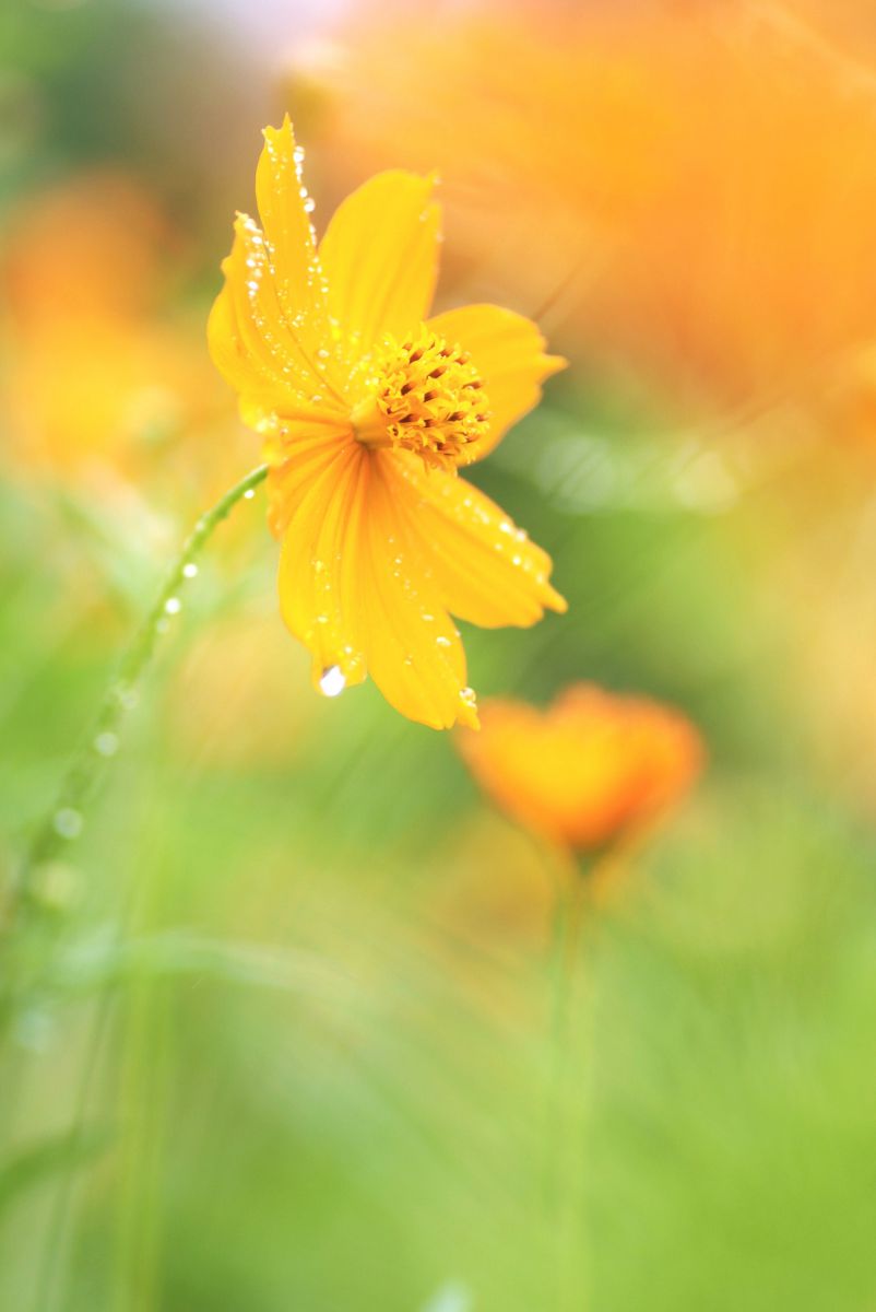 キバナコスモス | GANREF