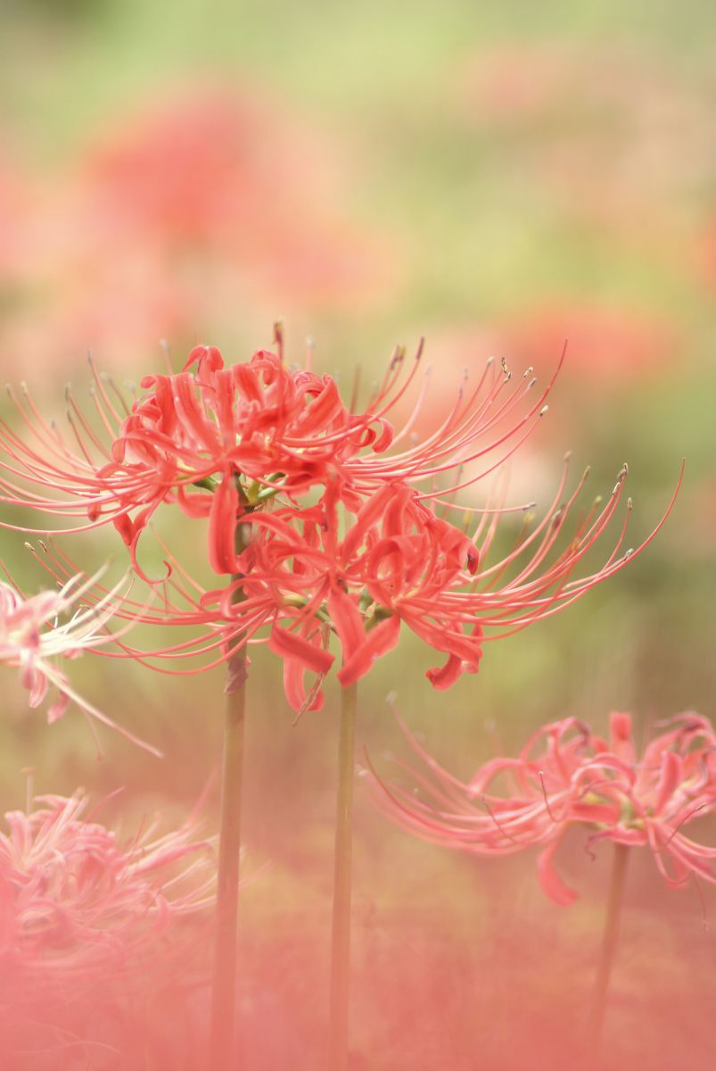 寄り添って | GANREF