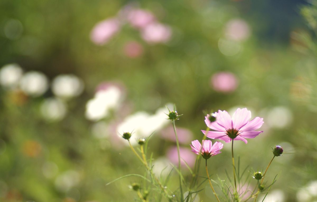 そっと寄り添って | GANREF