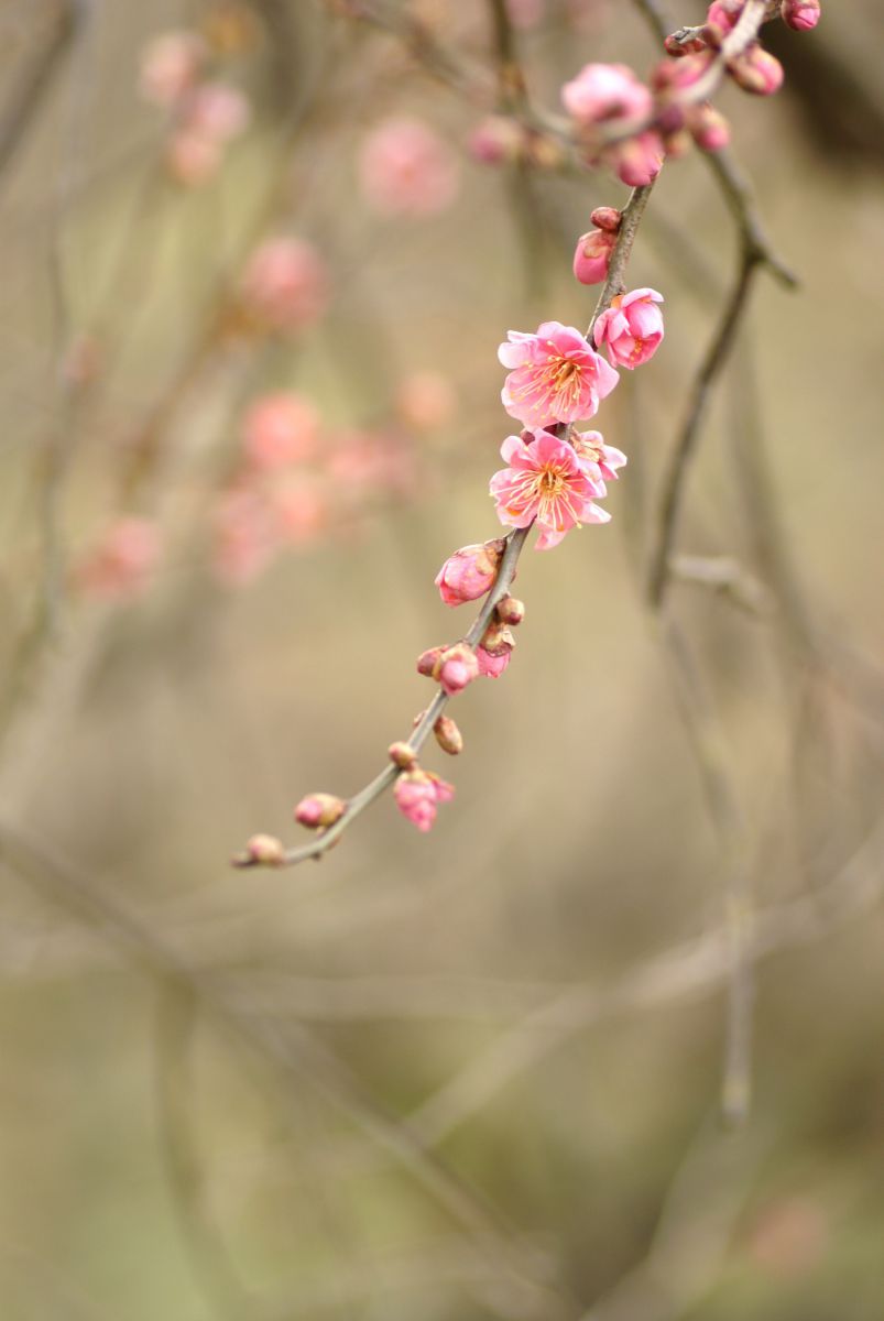 ささやかな春の訪れ | GANREF