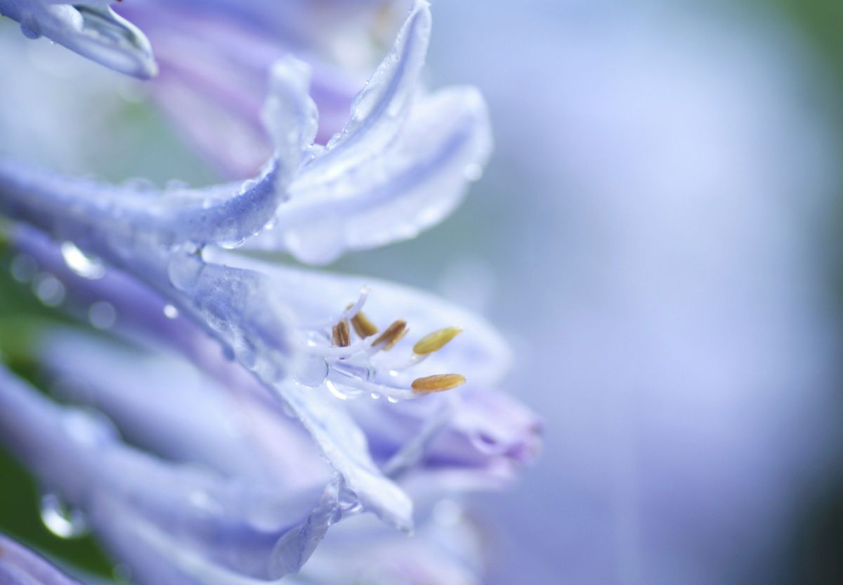 しっとりと… | GANREF