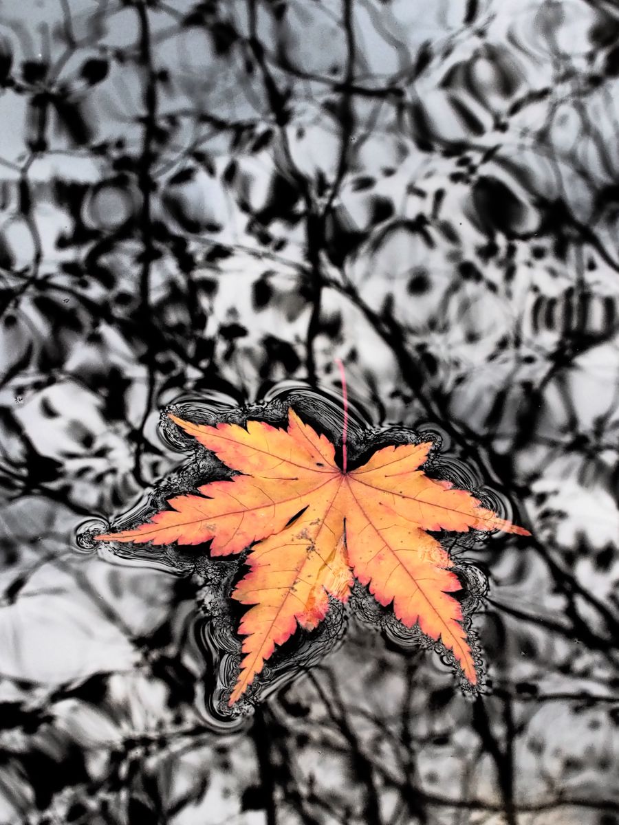 gothic maple | GANREF