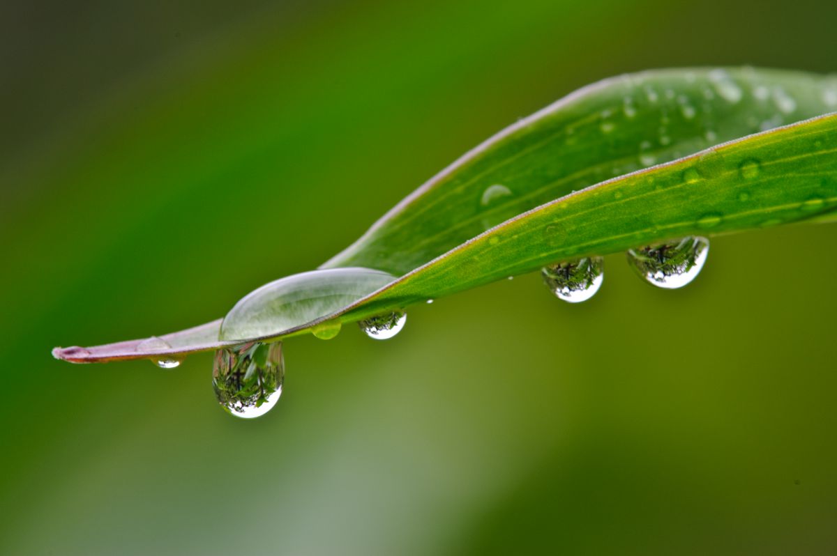 後に続け | GANREF