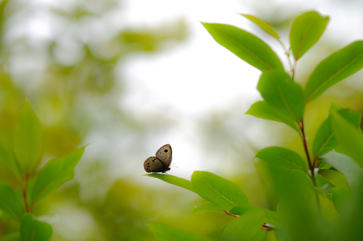 夢への誘い | GANREF