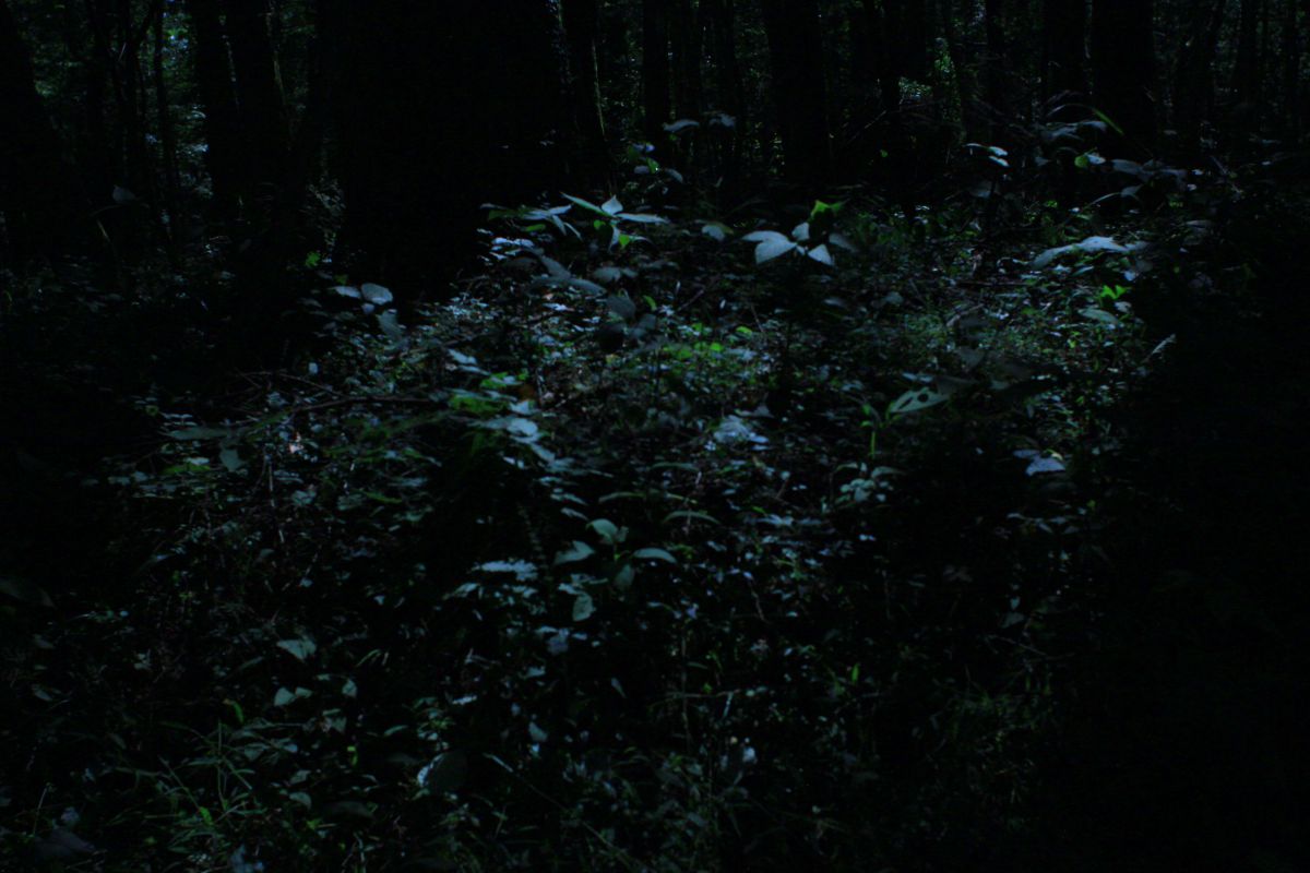 月光に照らされた森の中 | GANREF