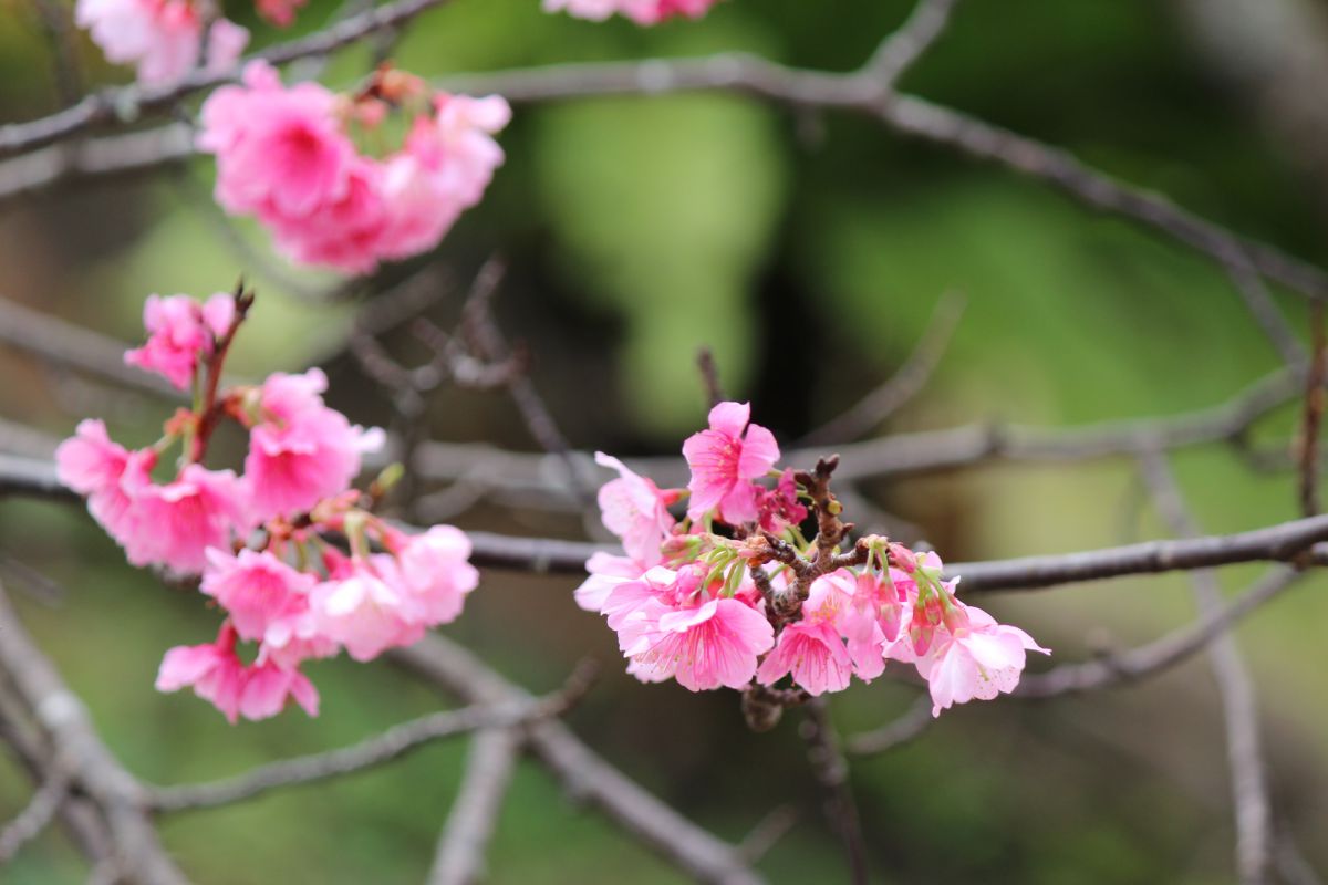 Spring is coming soon | GANREF