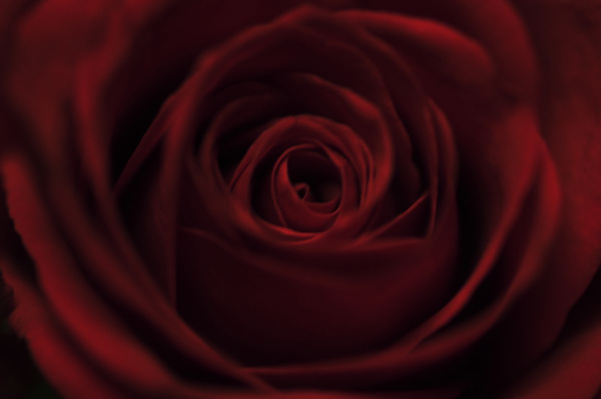 fall in ROSE | GANREF