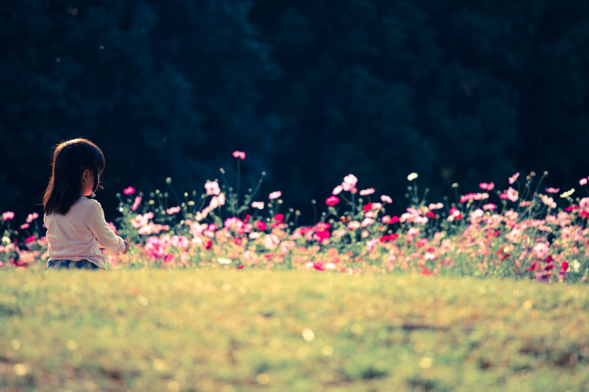 コスモスとおんなのこ | GANREF