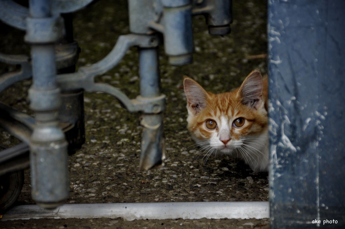 First contact. | GANREF