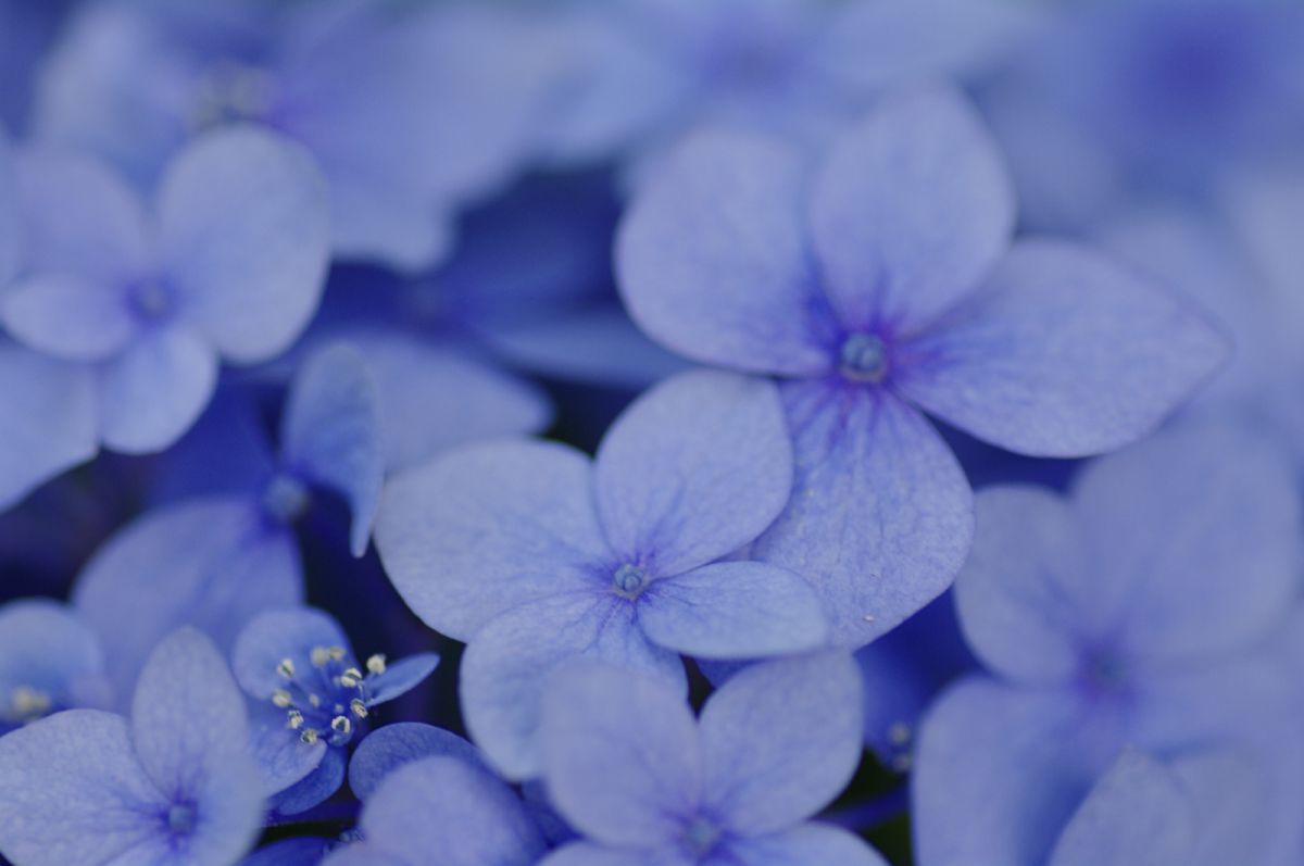 Blue flower | GANREF