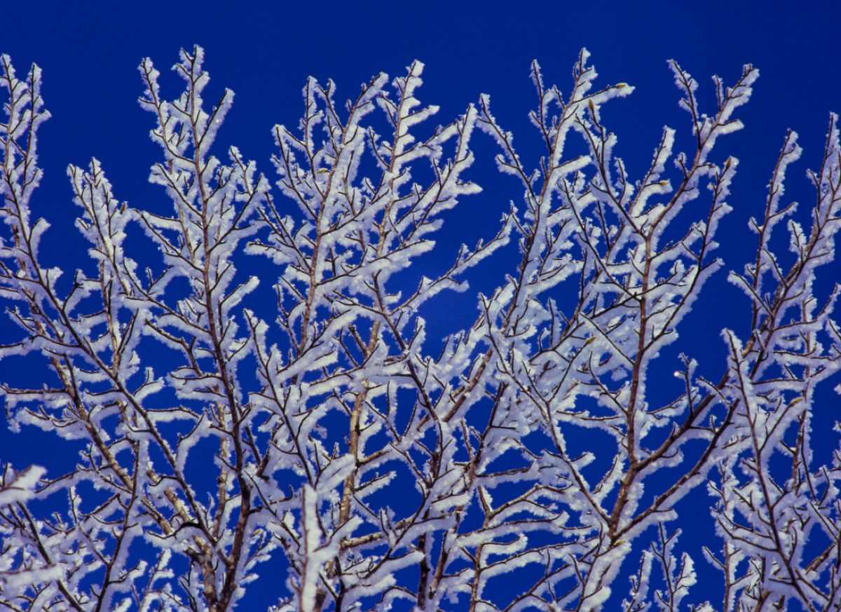 rime on trees | GANREF