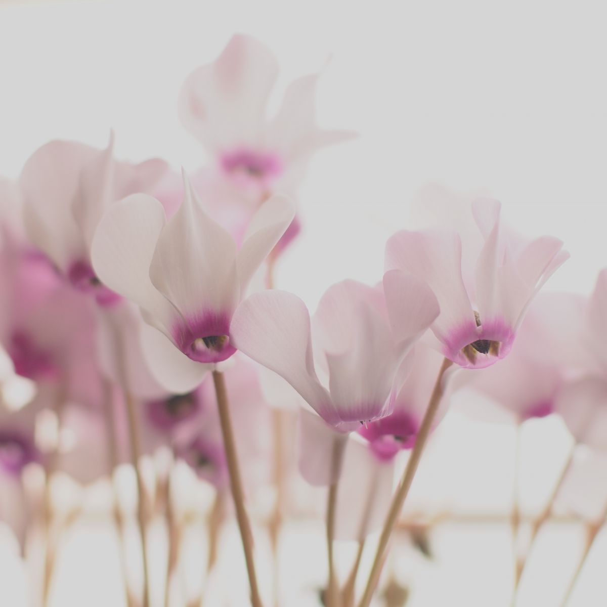 Cyclamen | GANREF