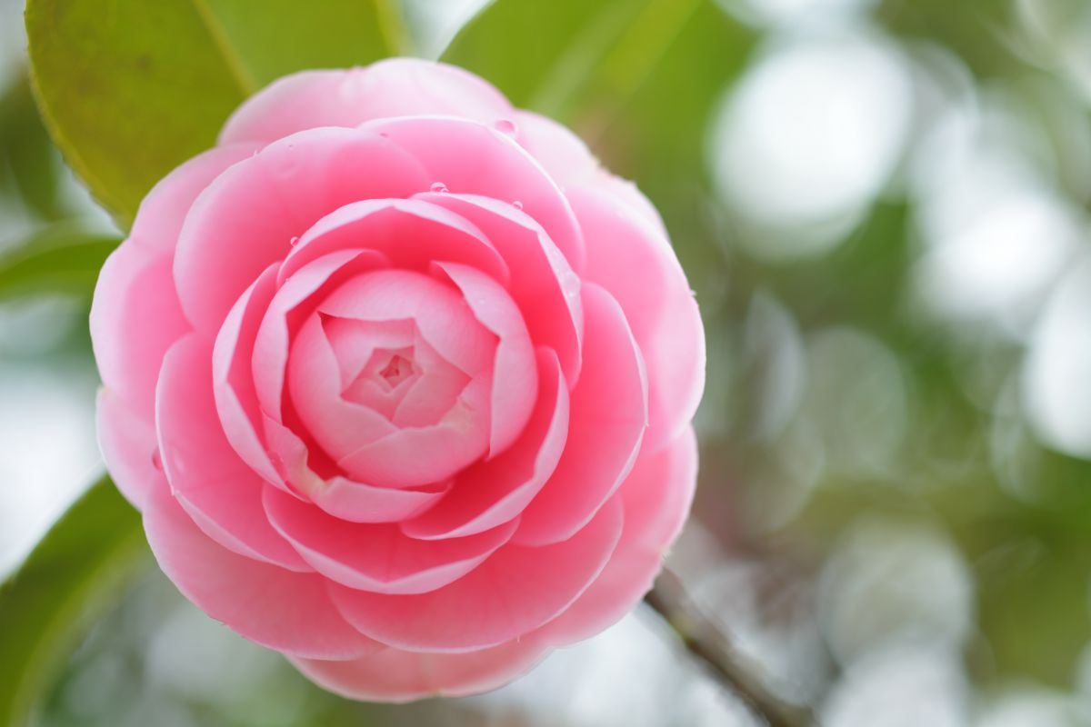 雨上がりに | GANREF