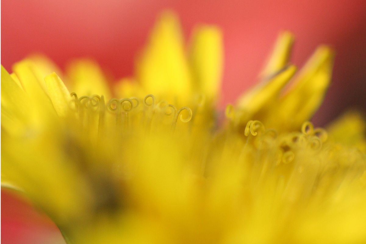 Yellow Dancer | GANREF