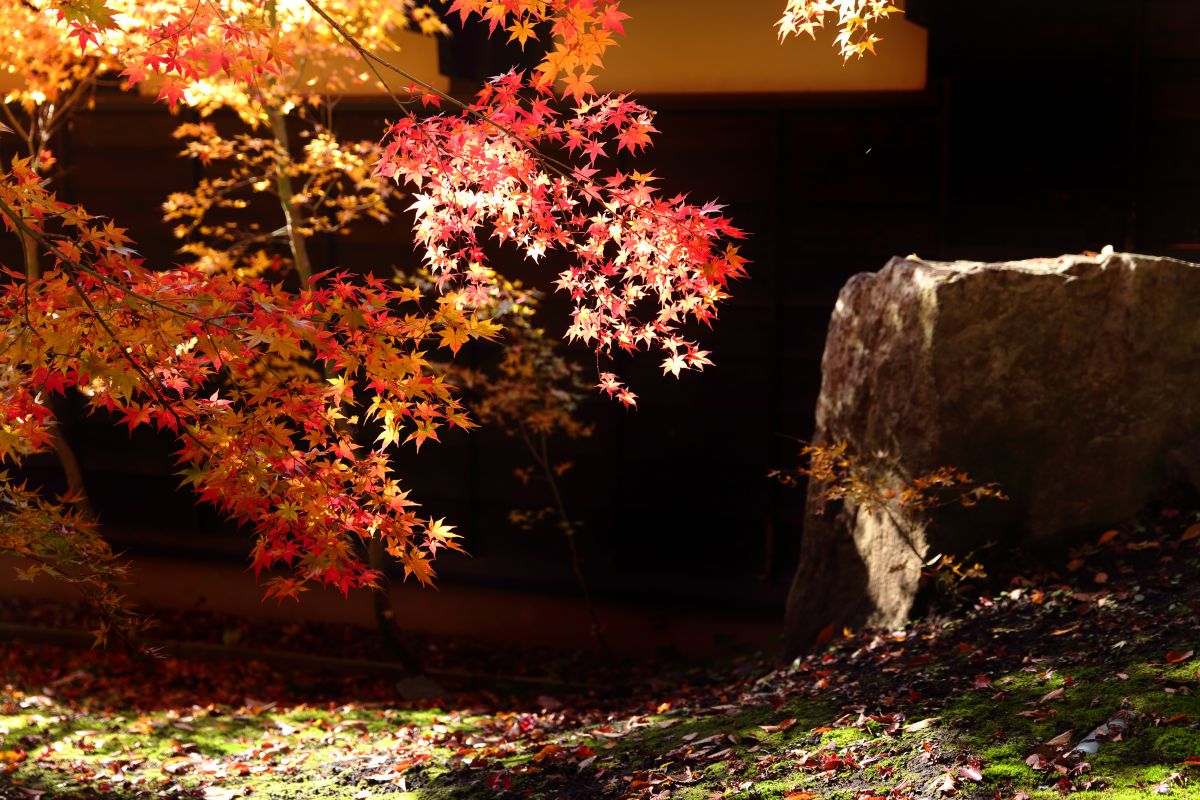 浮かび上がるPart2 | GANREF