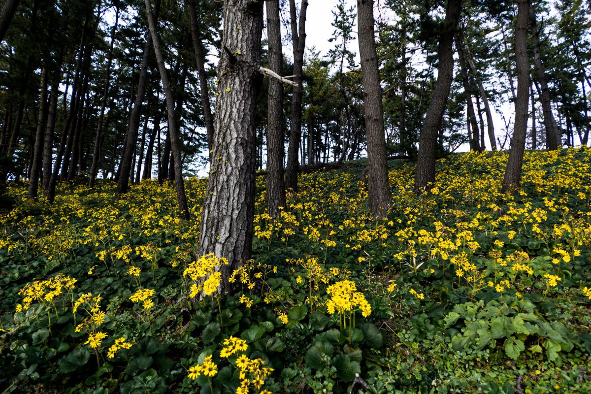 yellow magic | GANREF