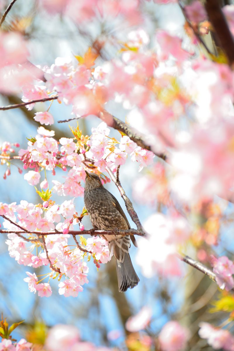 Spring has come！ | GANREF