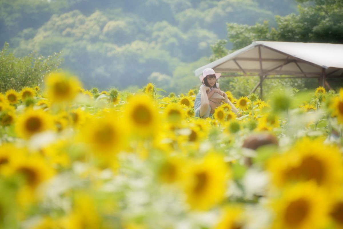 向日葵 GoGo！ | GANREF