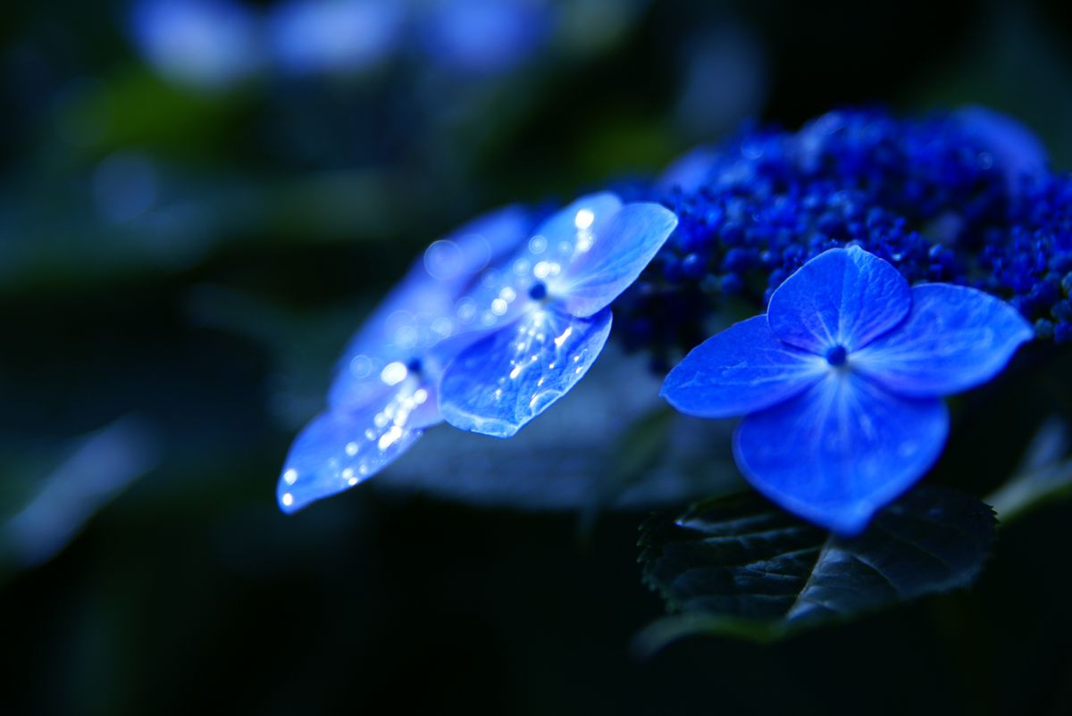 BLUE HYDRANGEA | GANREF
