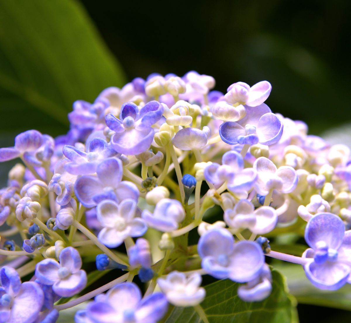 HYDRANGEA. | GANREF