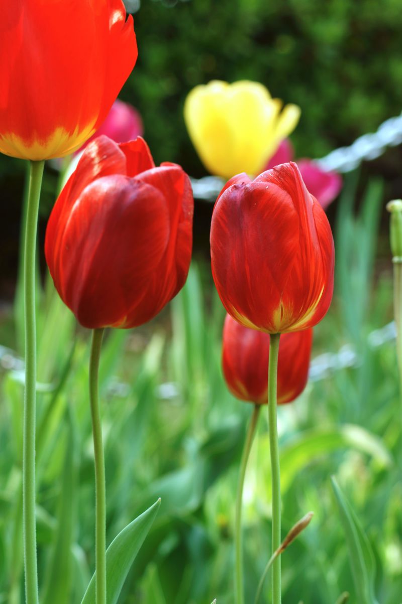 Red Tulip. | GANREF