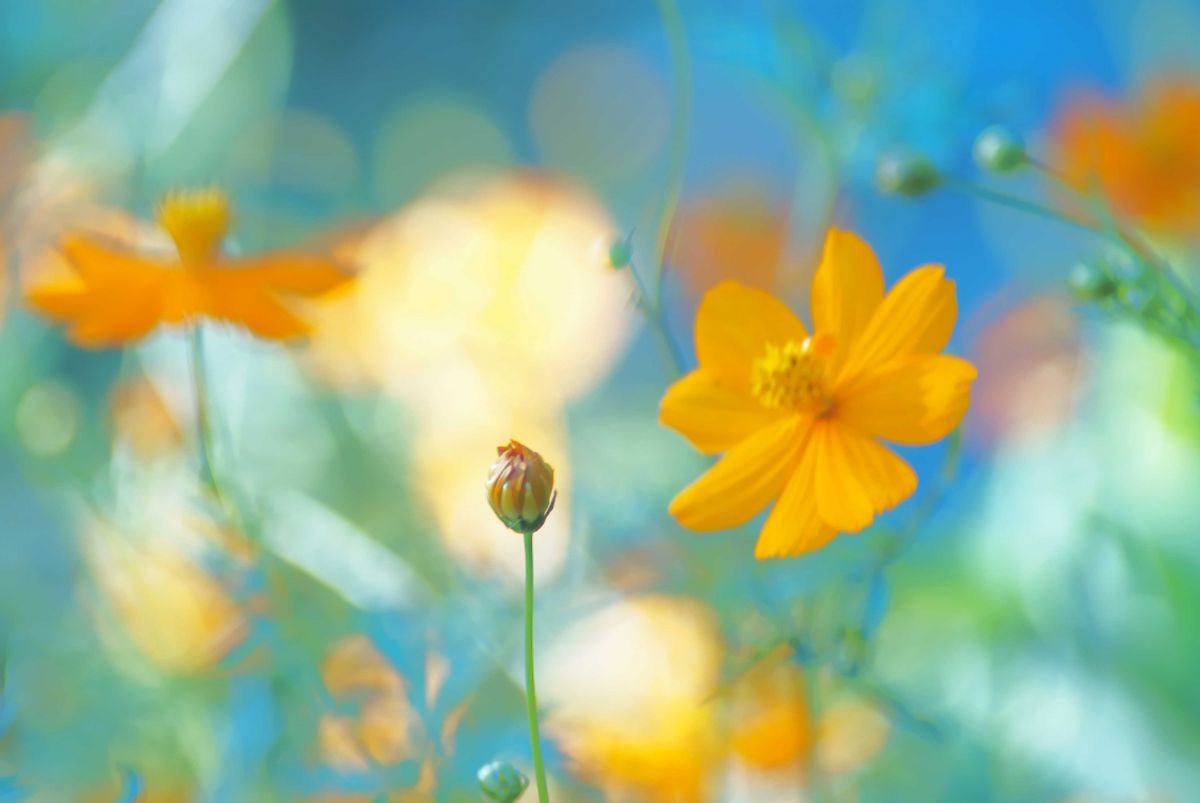 Fantasy Flower | GANREF