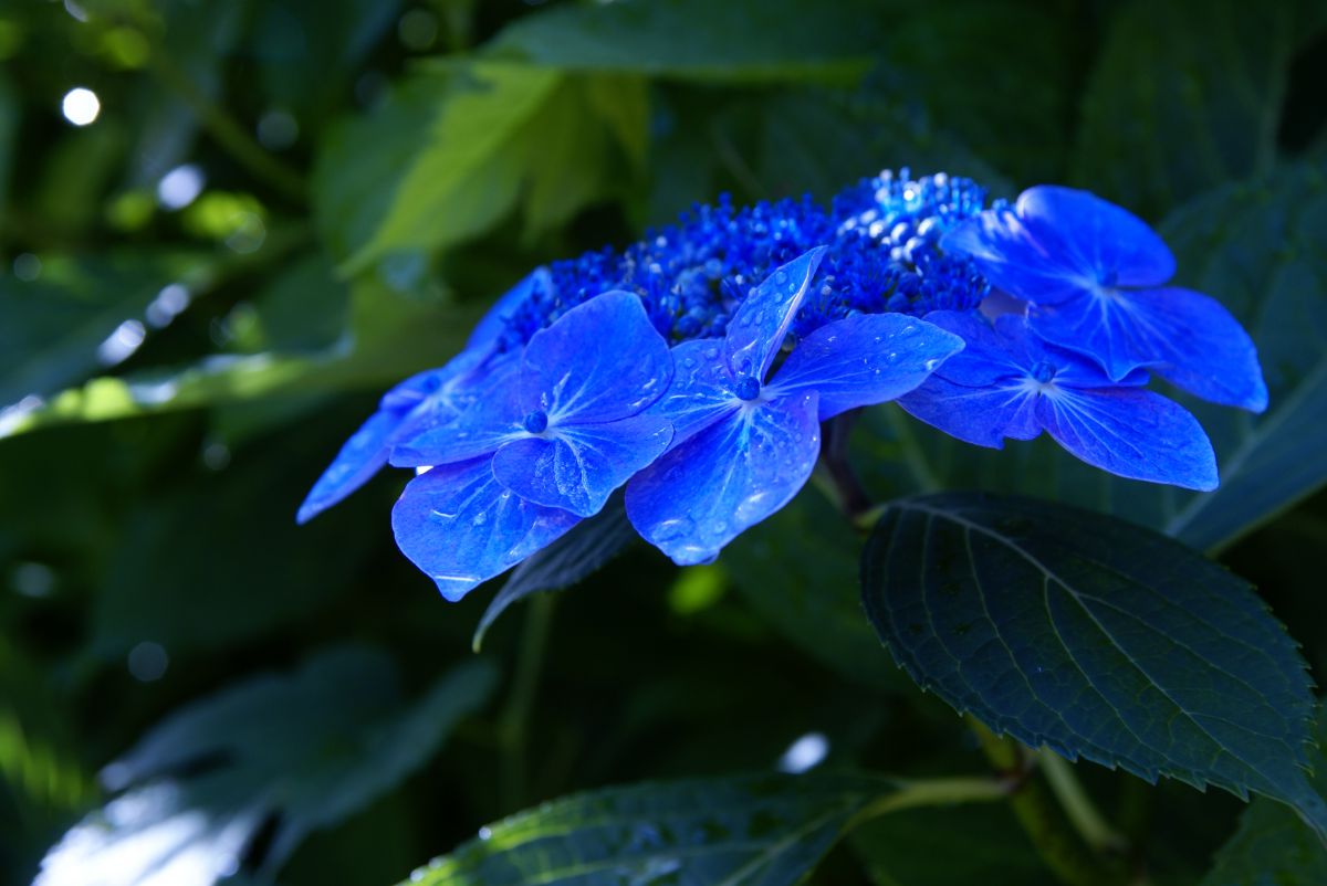BLUE HYDRANGEA*2 | GANREF
