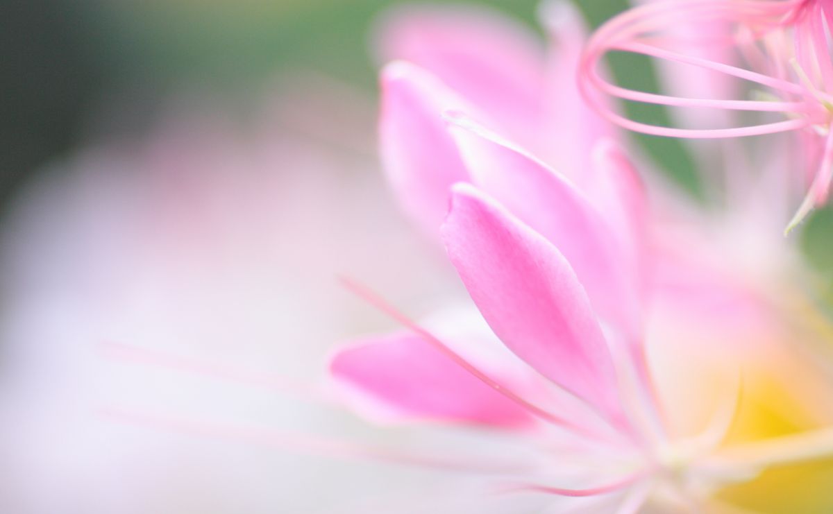 春 ふわり | GANREF