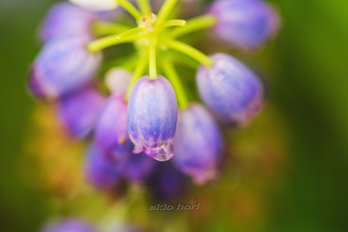 2017年4月、わが家の庭で。その28 | GANREF