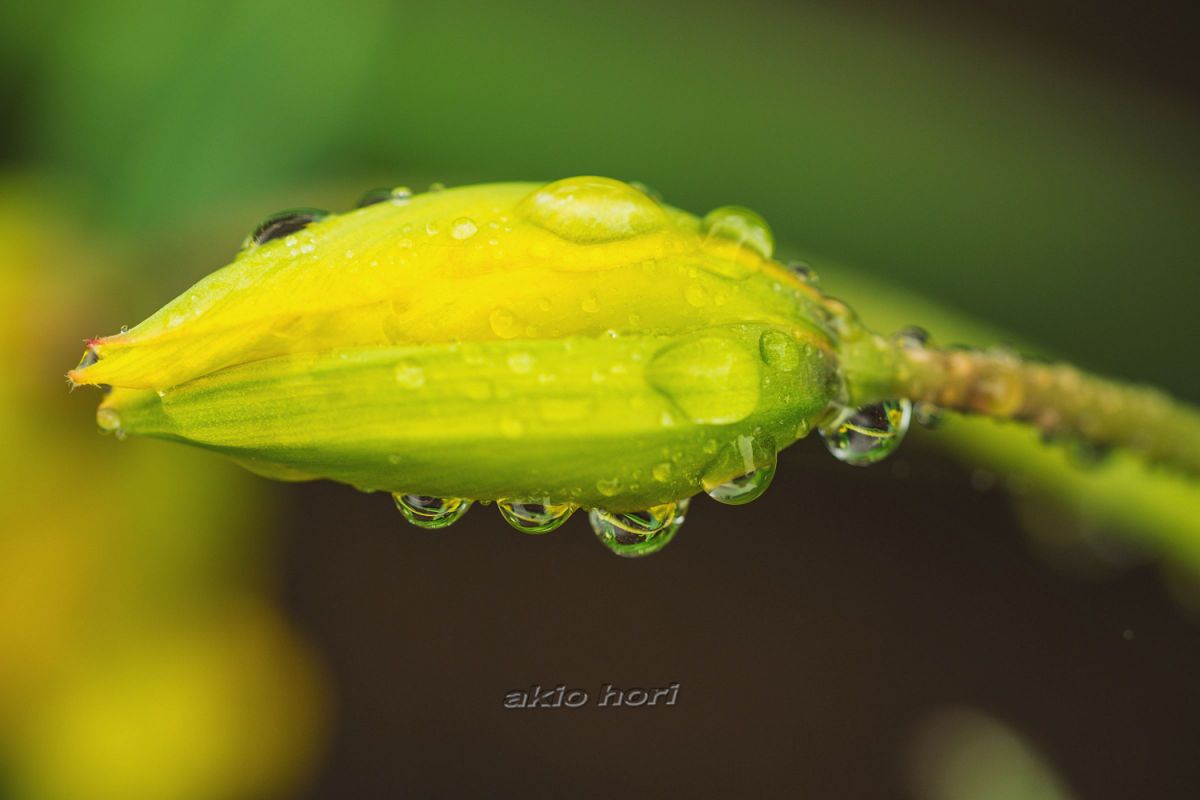 2017年4月、わが家の庭で。その26 | GANREF