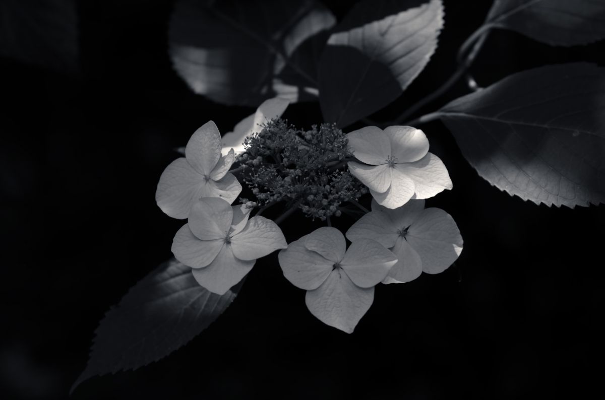 静寂の中で | GANREF