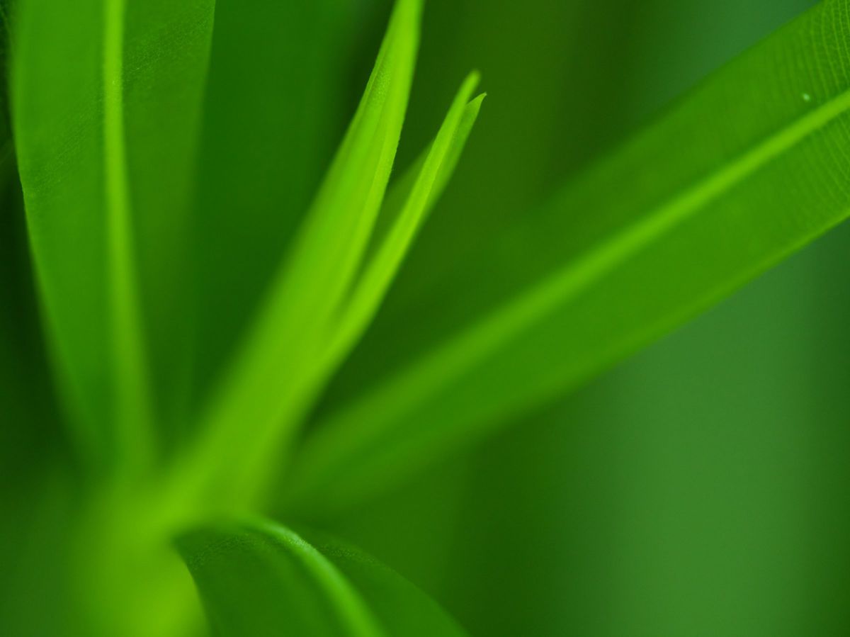 Green leaf Ⅳ | GANREF