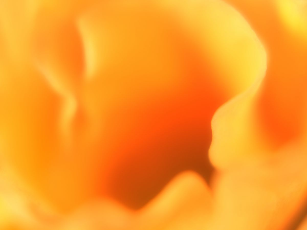 Orange wave line | GANREF